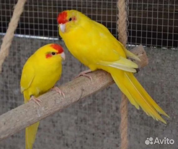 Какарик, новозеландский прыгающий попугай