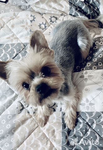 Йоркширский терьер. Миди. Кобель. Случка. Вязка