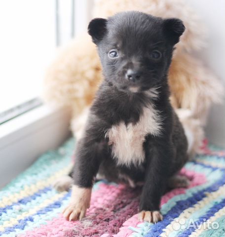 Щенок Девочка