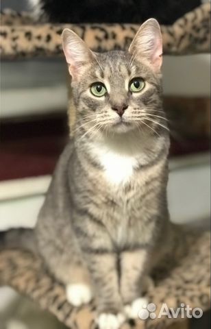 Ласковый котик Серж 1,5 года