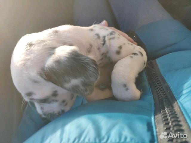 Далматинец