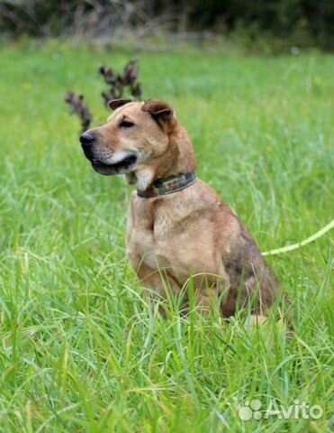 Ищу семью для метиса шарпея