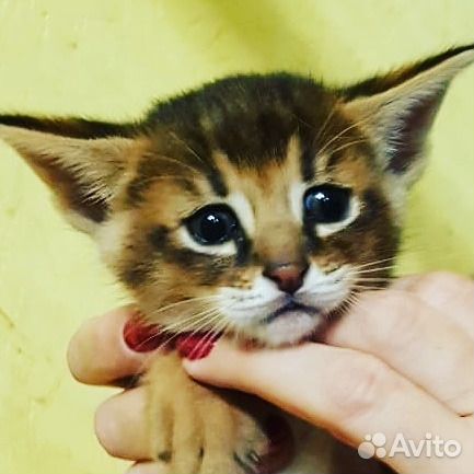 Чаузи ф1 котики подростки