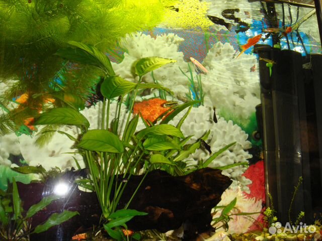 Аквариумные растения