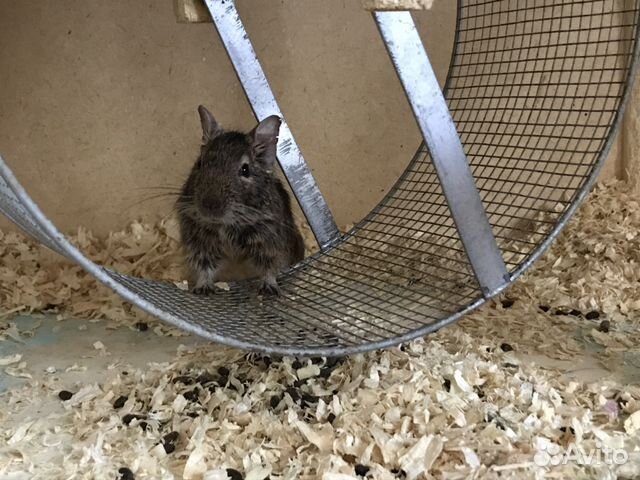 Дегу с клеткой