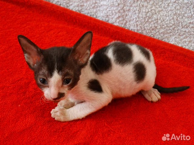 Котята корниш рекс