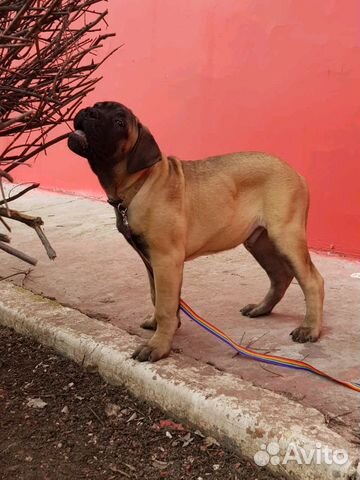 Ямайский Ром