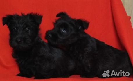 Скотч терьер щенки