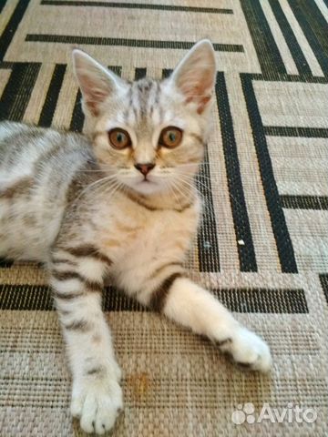 Котенок шотландец