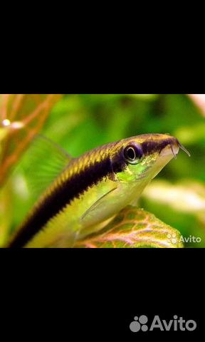 Рыба сиамский водорослеед SAE