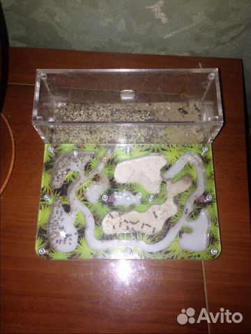 Муравьи Messor