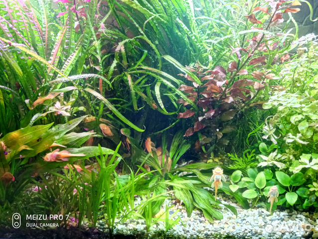 Аквариумные растения