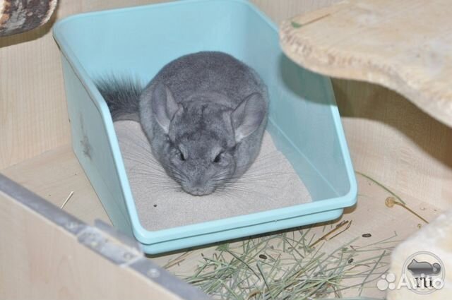 Шиншилла - самочка, стандарт нФ нС