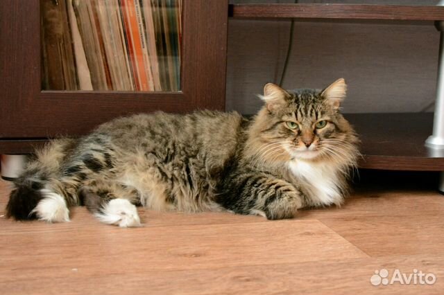 Мурзик в Дар