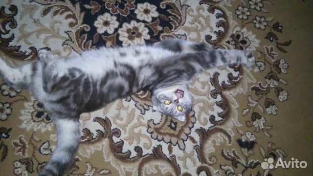 Вислоухий шотландский жених