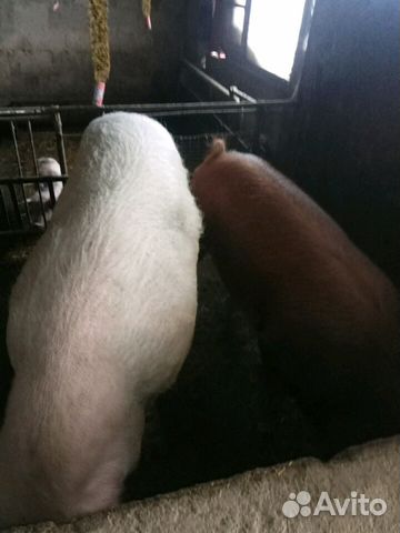 Хряк Ландрас