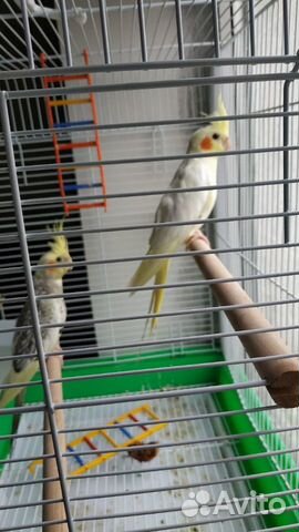 Попугаи кореллы