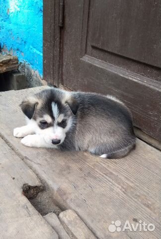 Продается девочка хаски