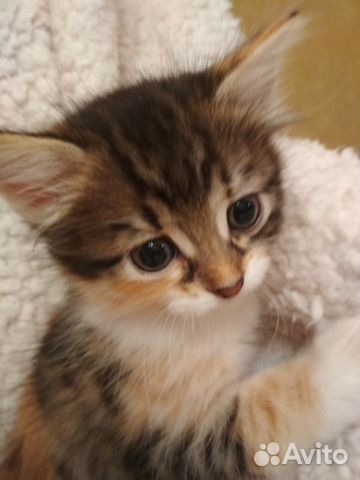 Котенок девочка 2.5 мес, 3 цветная