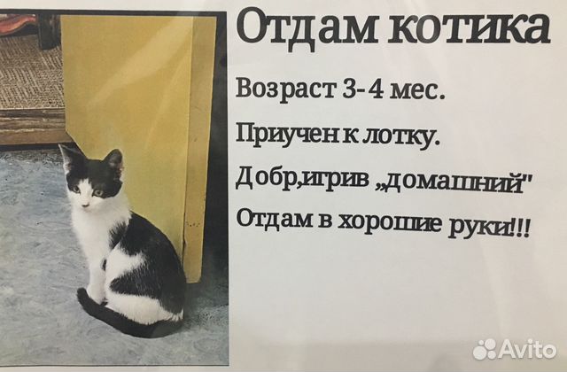 Котенок