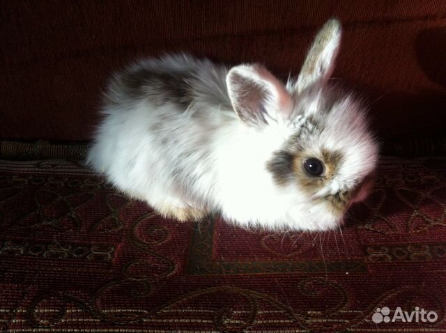 Декоративные кролики