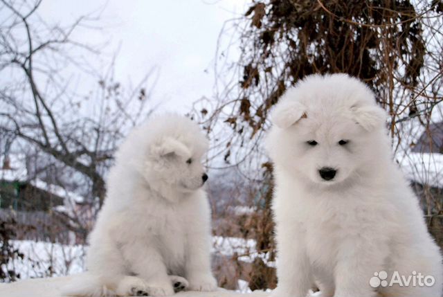 Ми-ми-Мишки