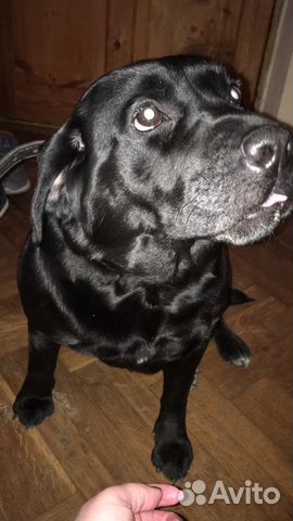 Лабрадор, отдам девочку лабладора в хорошие руки