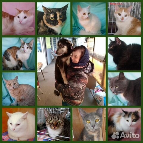 Коты и кошки из приюта