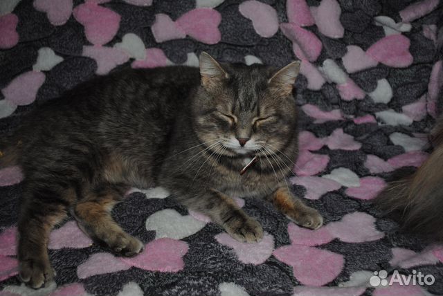 Много разных красивых тёплых котеек ищут семьи