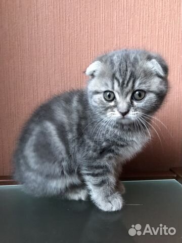 Шотландские вислоухие котята