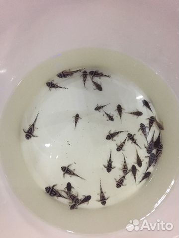 Hypancistrus zebra l-046 (зебра сом)