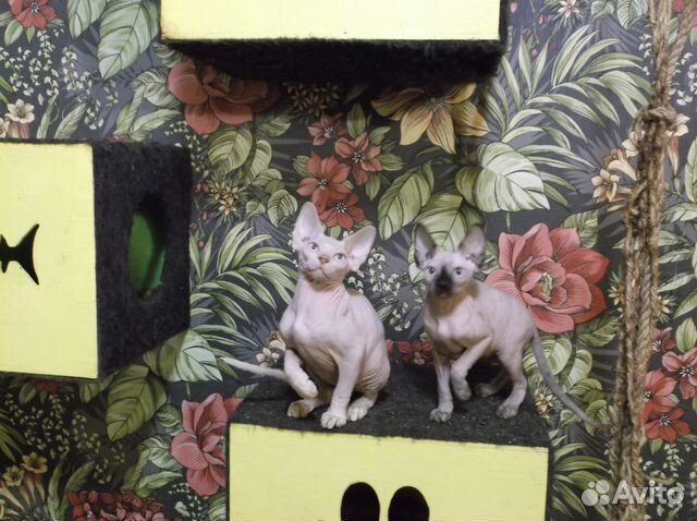 Котята