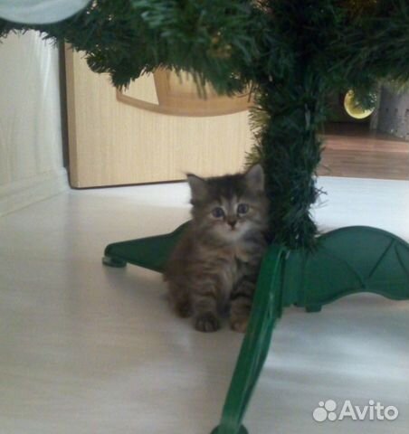 Кошечка 3 месяца