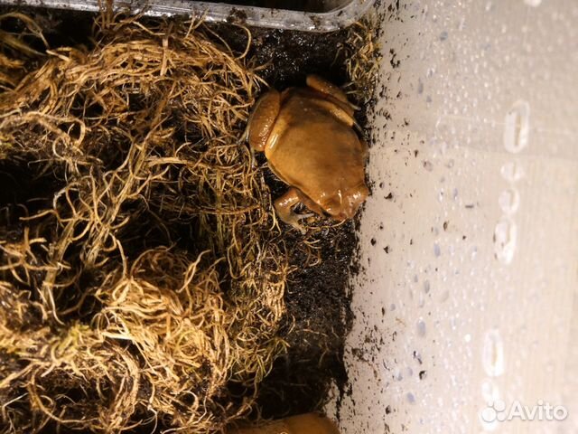 Лягушка-помидор