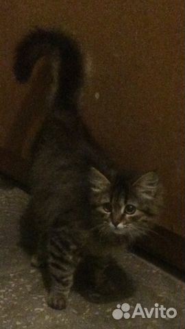 Красивый милый котёнок