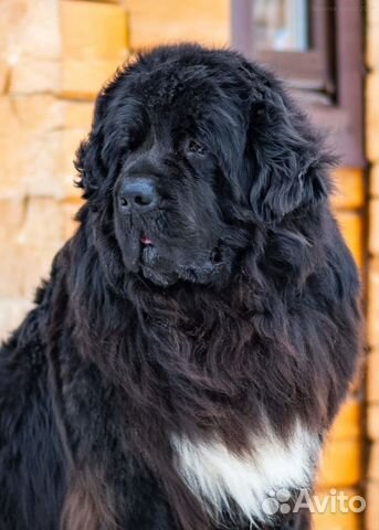 Кобели Ньюфаундленда для вязки