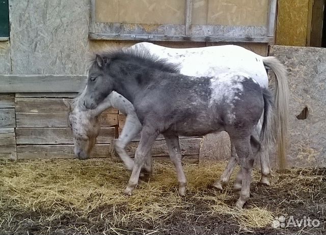 Аппалуза пони, жеребчик