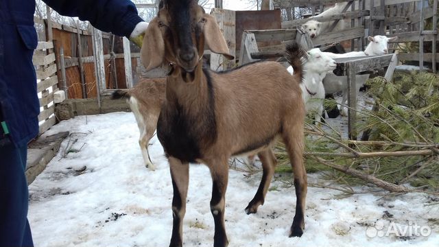 Козел нубийский