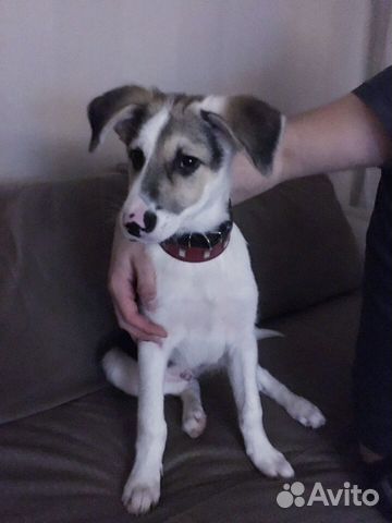 Щенок Мартин ищет дом