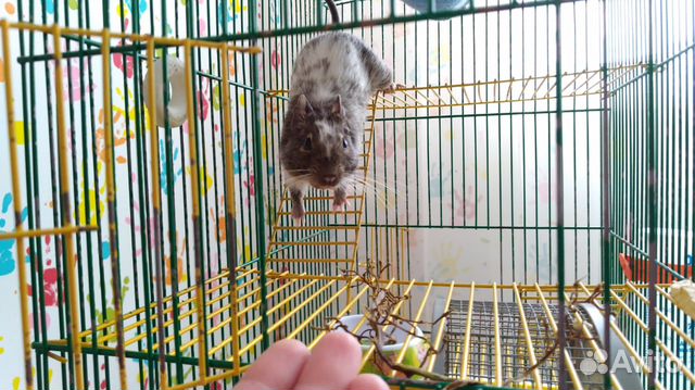 Белочка Дэгу