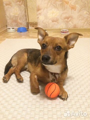 Пес Абрикос ищет свой дом