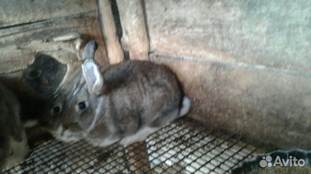Кролики молодняк