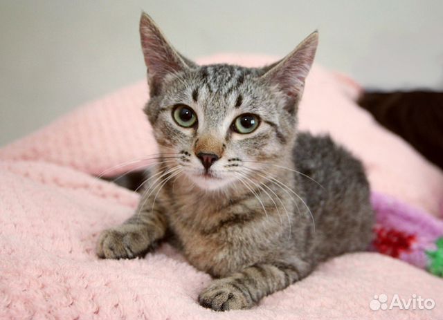 Котята Лапочки-полосаточки, 5 месяцев