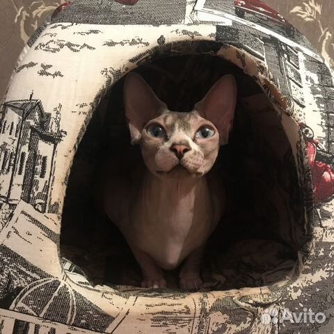 Канадский сфинкс