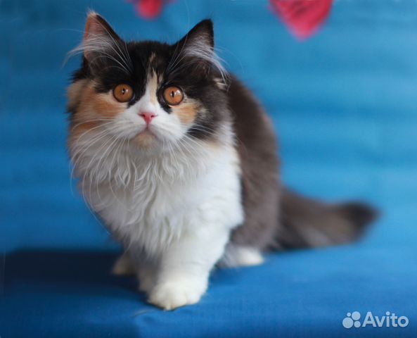 Все кошки,как кошки,а я королева
