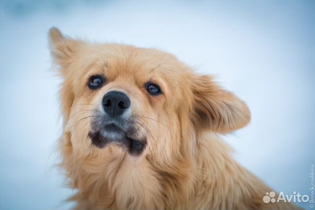 Тяпа ищет дом)