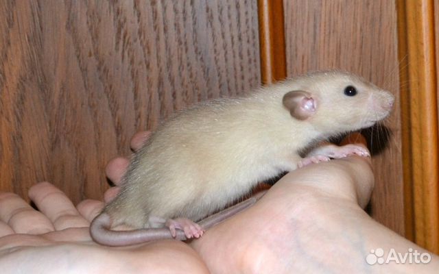 Крысята Дамбо Сиам (рекс и стандарт)