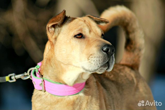 Метис шарпея в дар