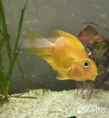 Аквариумные рыбки Попугай
