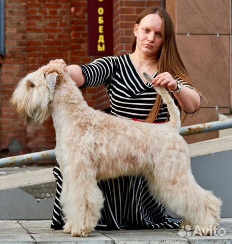 Ирландский мягкошёрстный пшеничный терьер